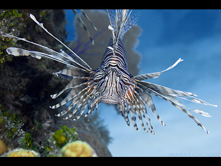 Hidden World: Photography of Mark Lightfoot