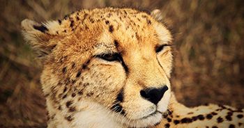 Michael Soulé, Grandfather of Conservation Biology