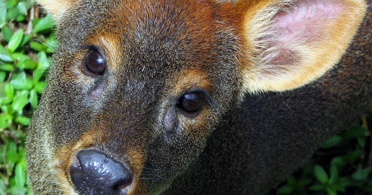 Do you know the Pudú?