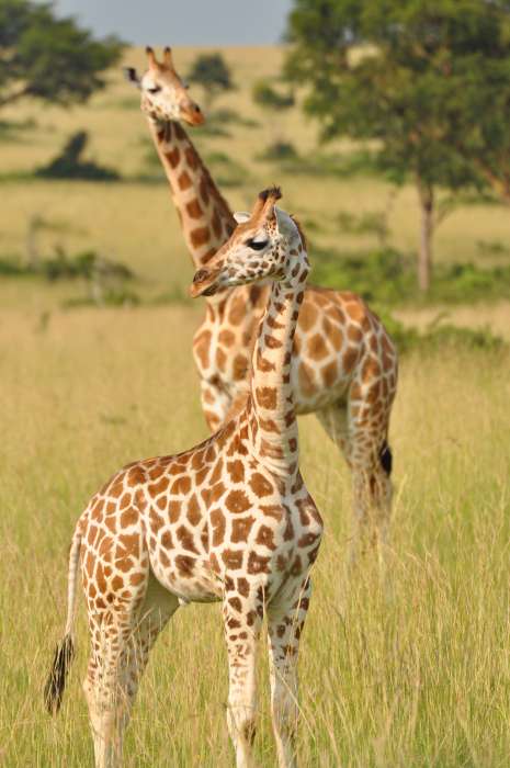 Giraffes Await the World's Protection