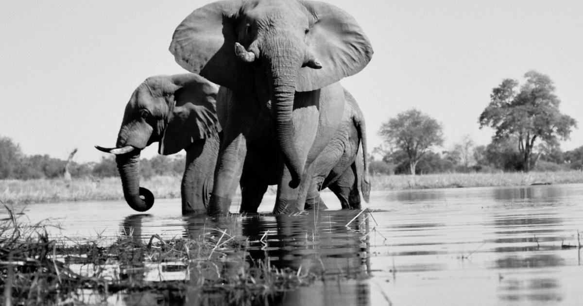 A World Without Elephants