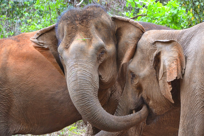 Touched by an Elephant, Part 3